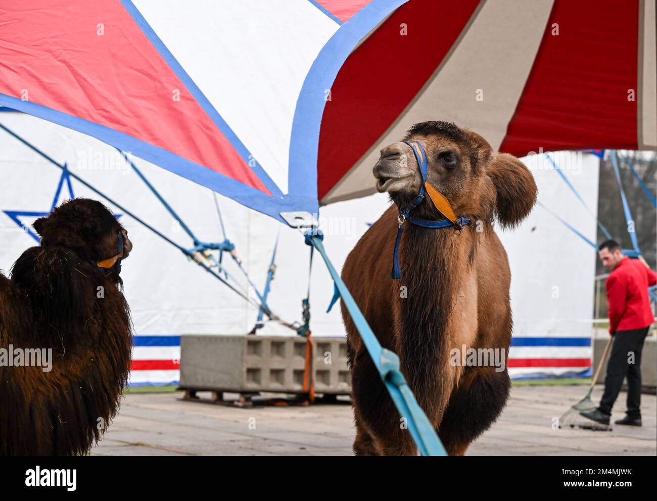 Potsdam, Germany. 21st Dec, 2022. Camels from Circus Arena stand in ...