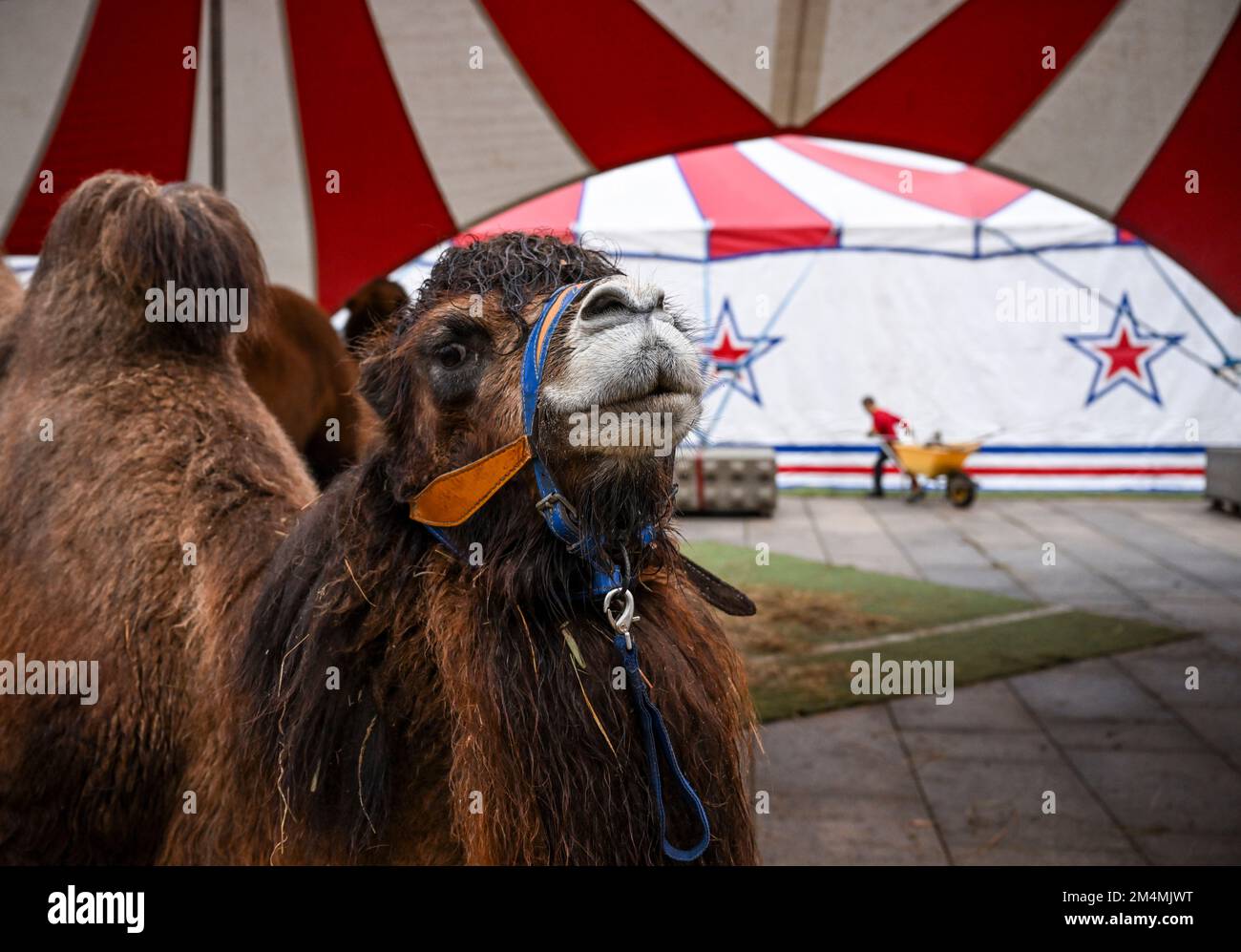 Potsdam, Germany. 21st Dec, 2022. Camels from Circus Arena stand in ...