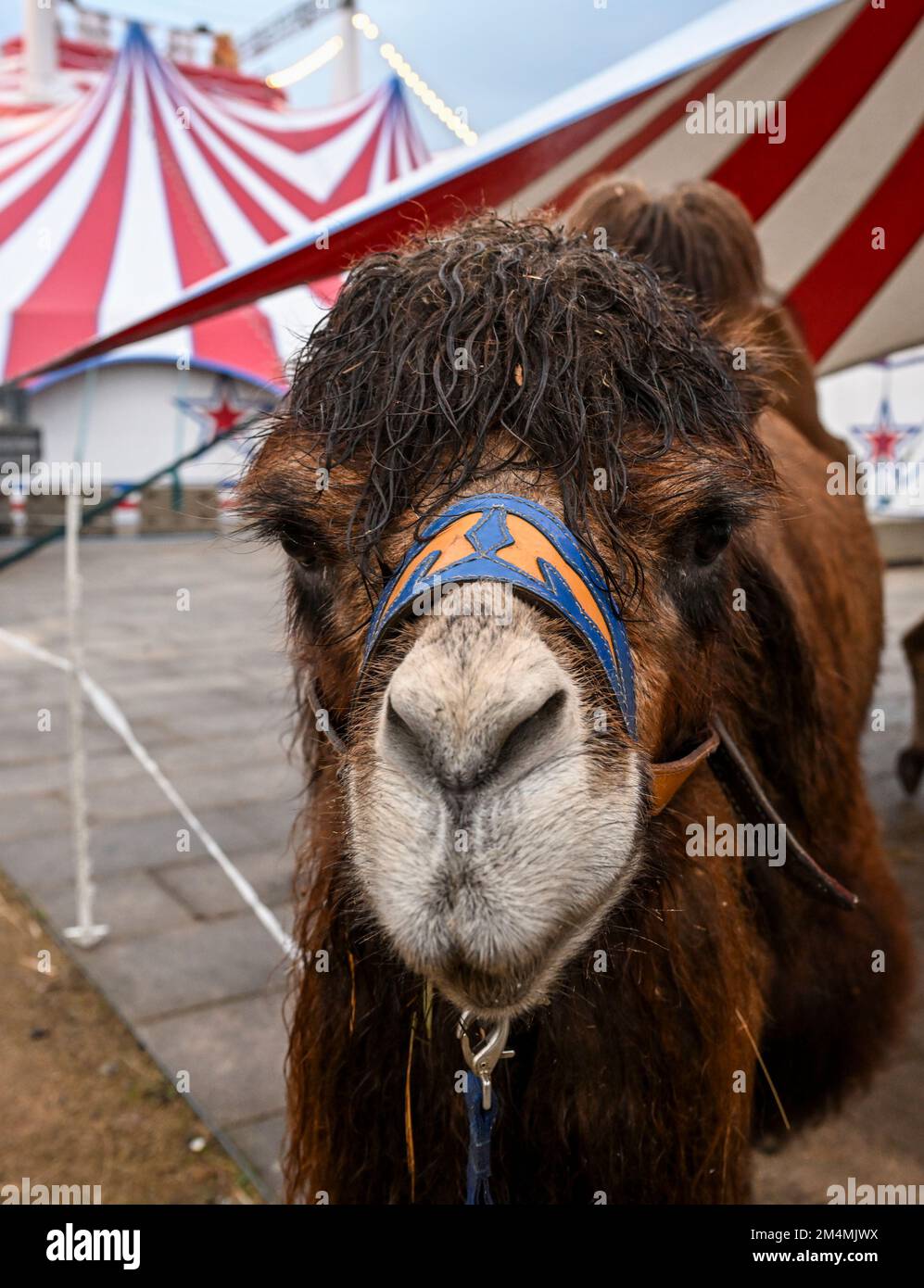 Potsdam, Germany. 21st Dec, 2022. Camels from Circus Arena stand in ...
