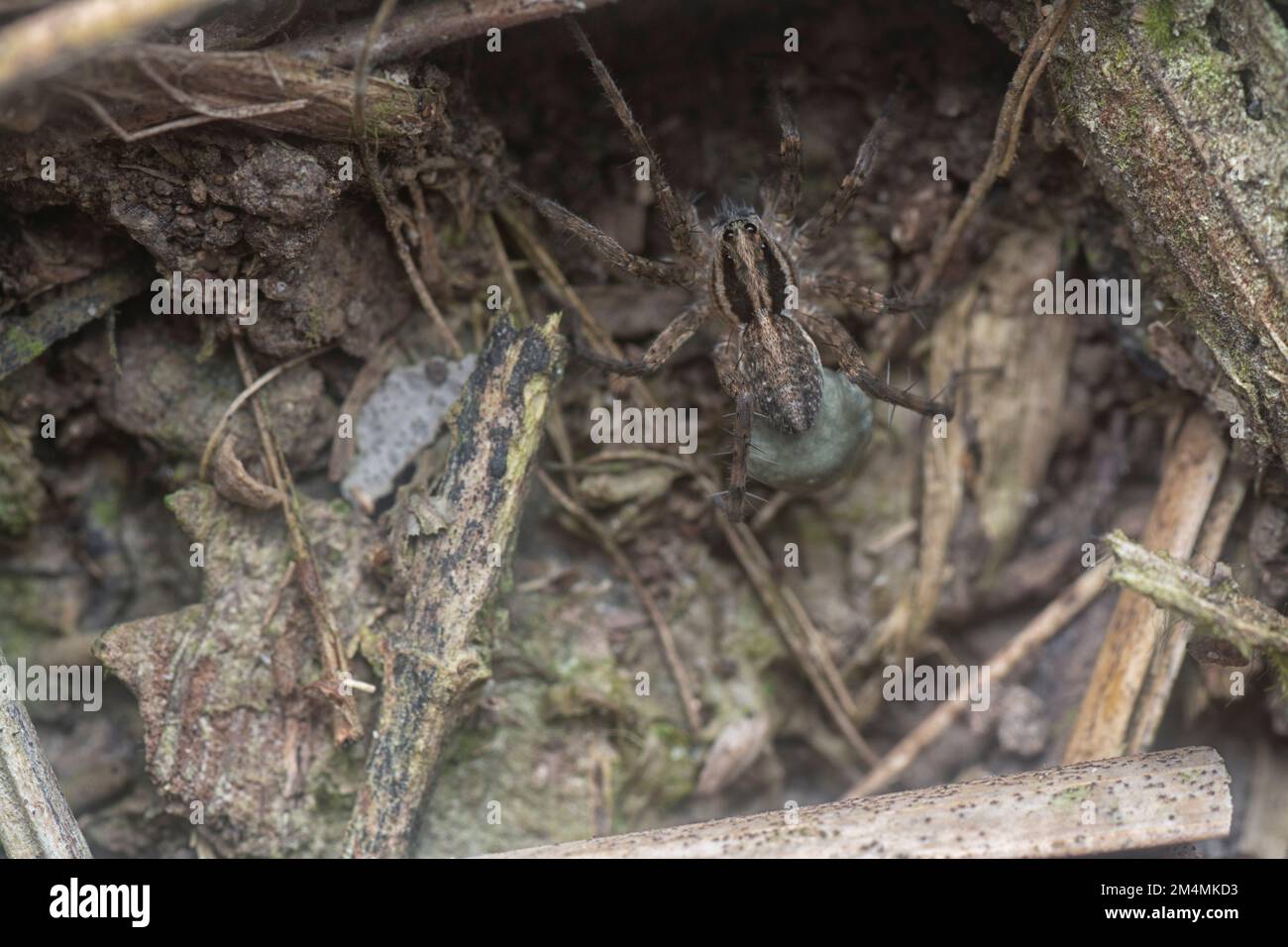 close shot of the ground spider Stock Photo - Alamy