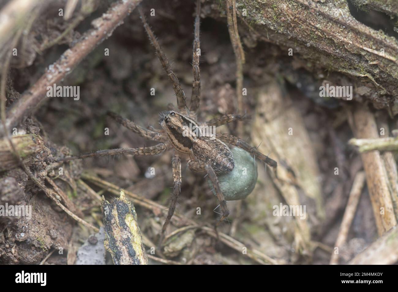 Low angle close ground shot hi-res stock photography and images - Alamy