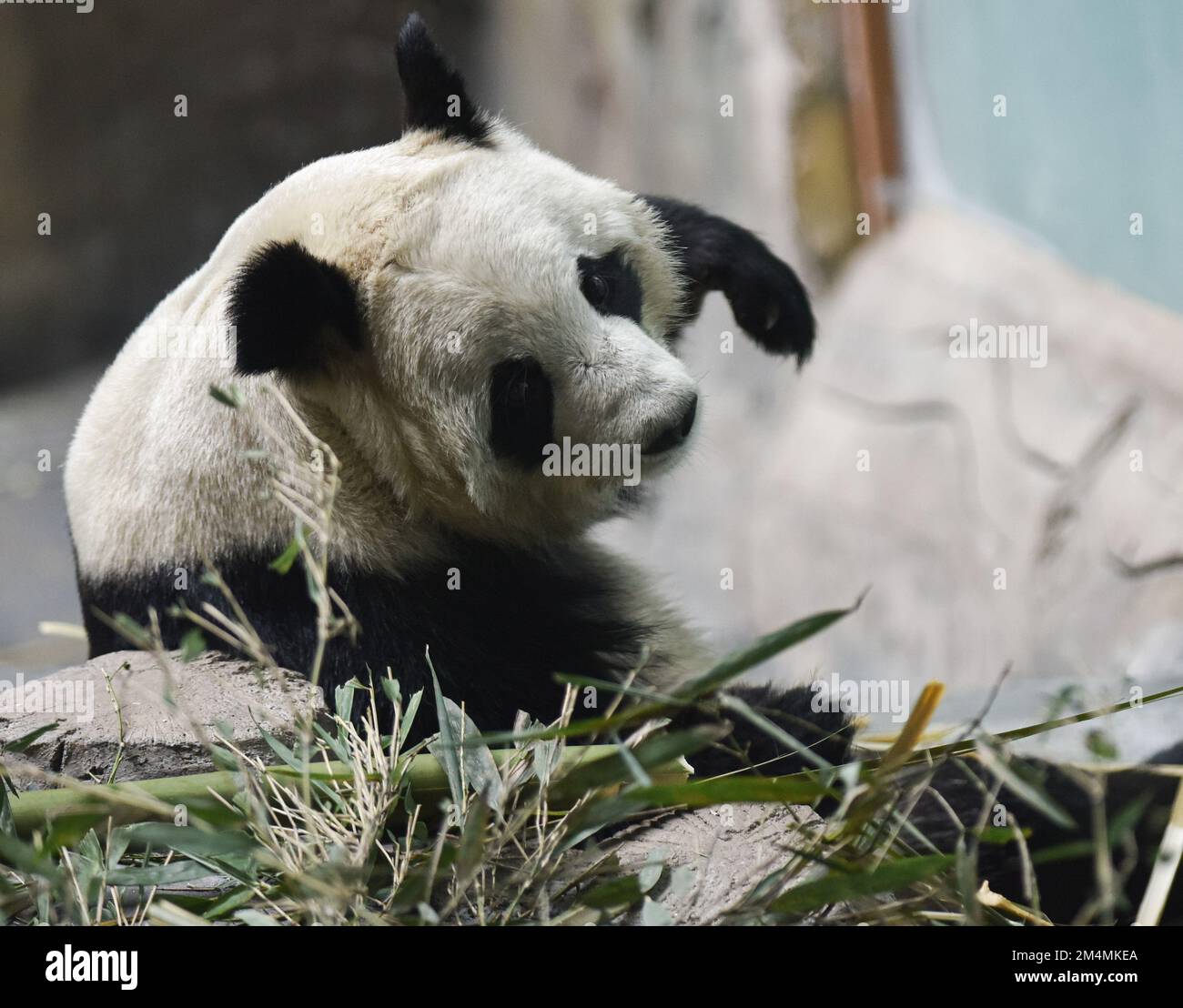 Giant panda in panda house hi-res stock photography and images - Alamy