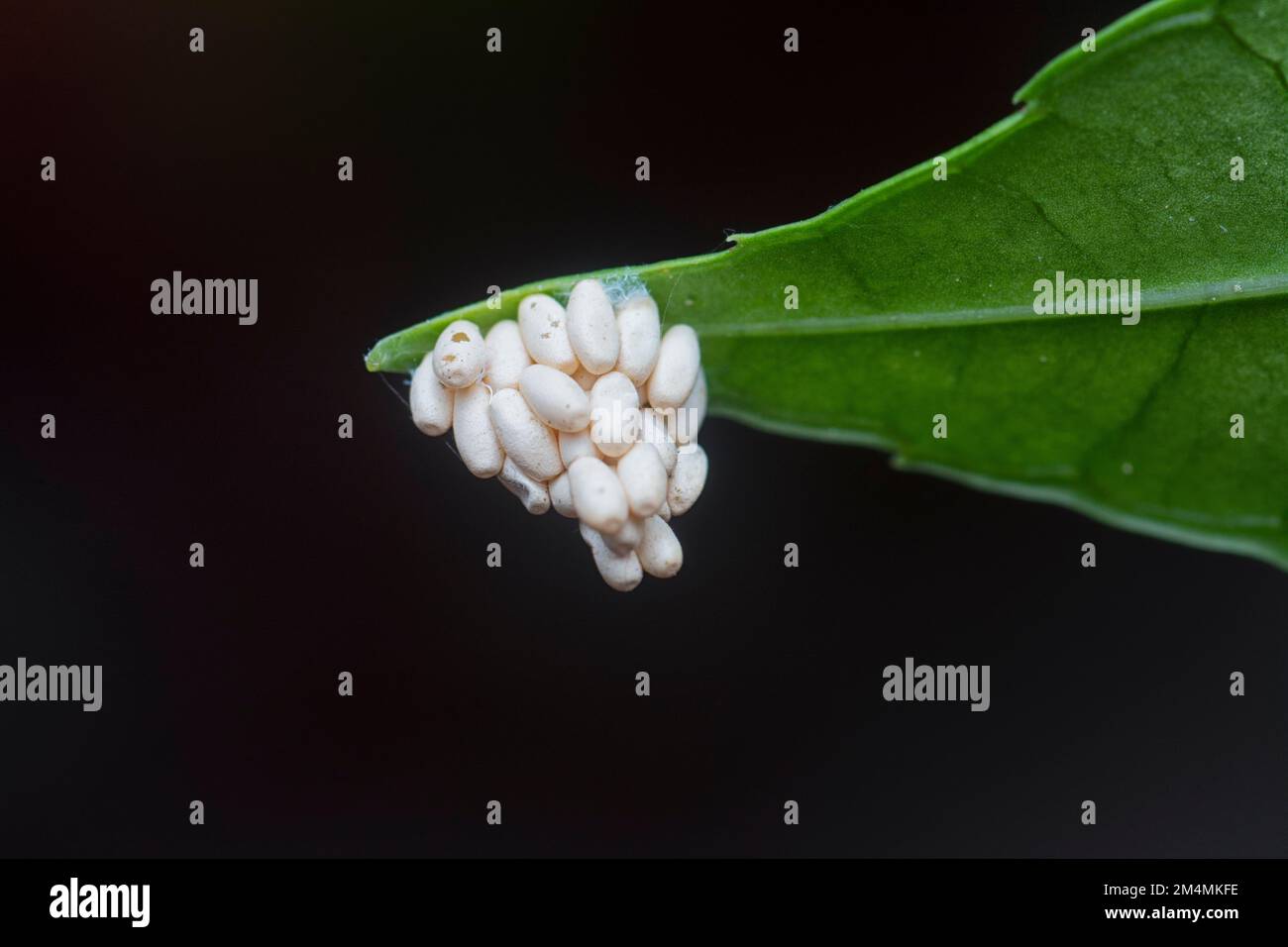 close up of the white hyperparasite hanging on the tip end of the grass ...