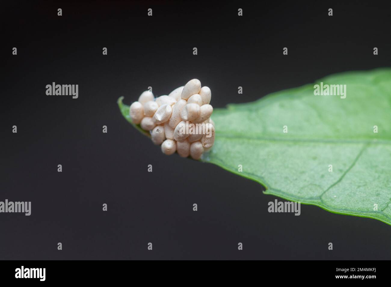 close up of the white hyperparasite hanging on the tip end of the grass ...