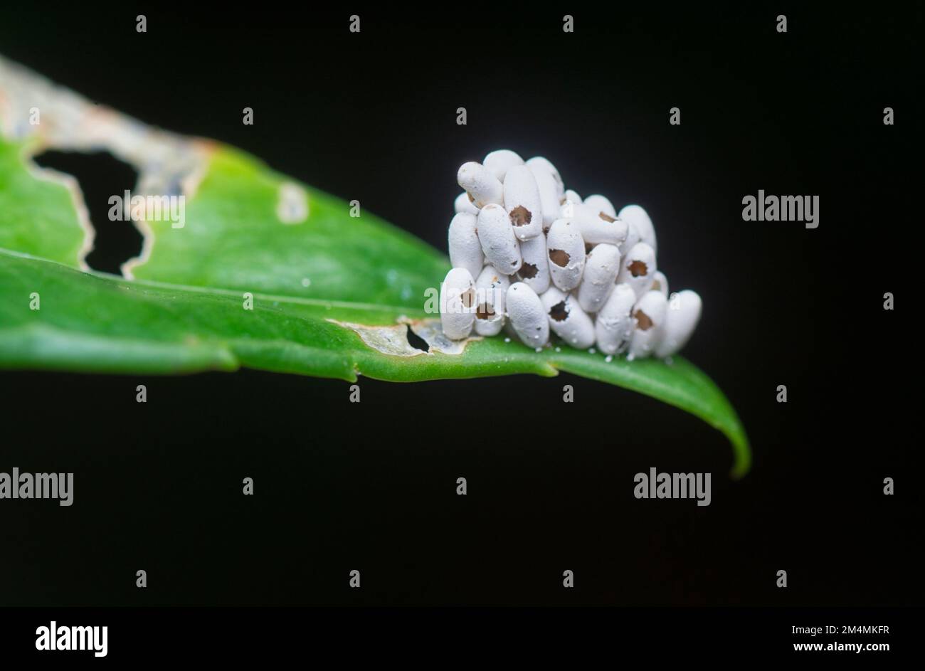 close up of the white hyperparasite hanging on the tip end of the grass ...