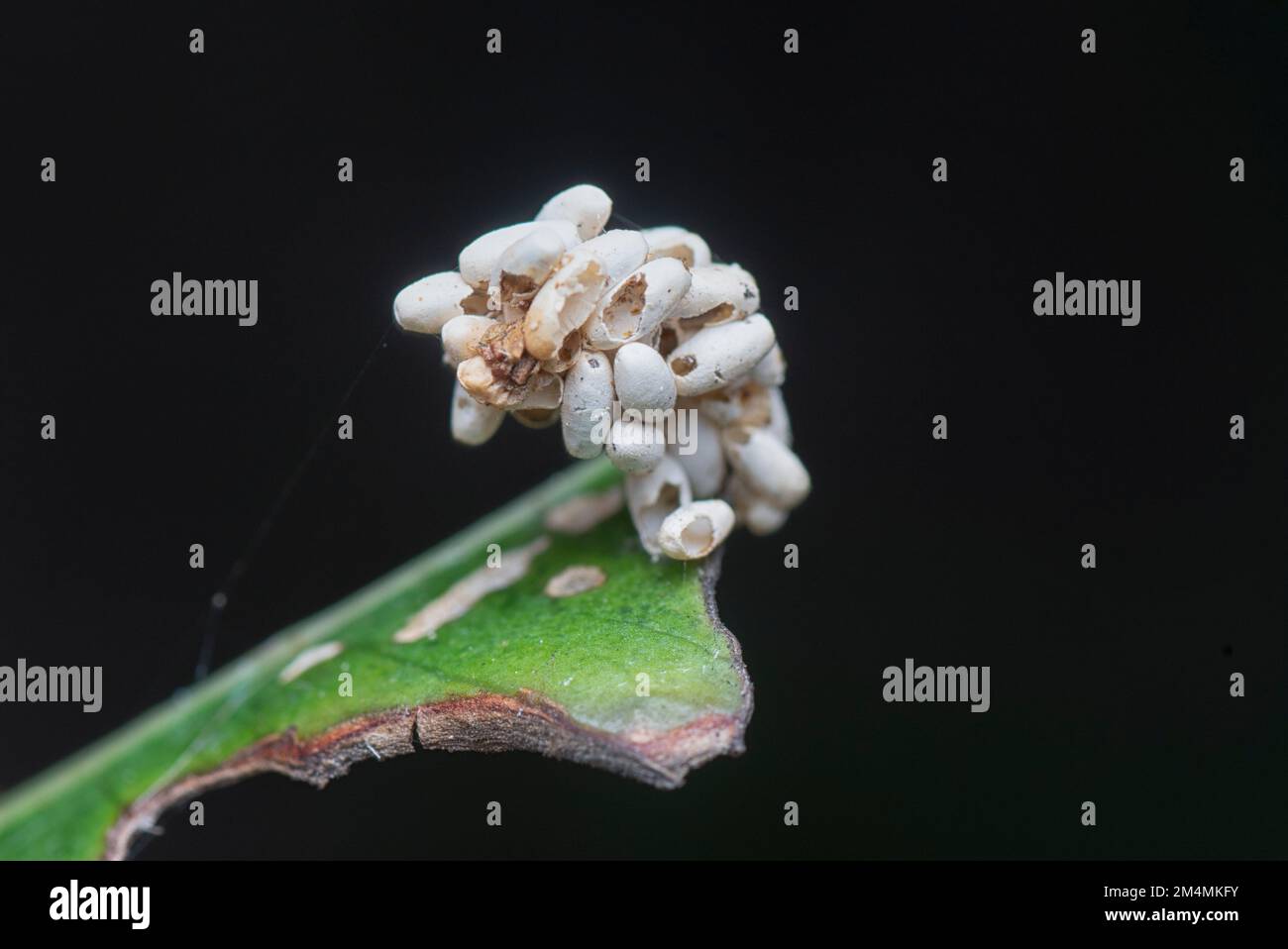 close up of the white hyperparasite hanging on the tip end of the grass ...
