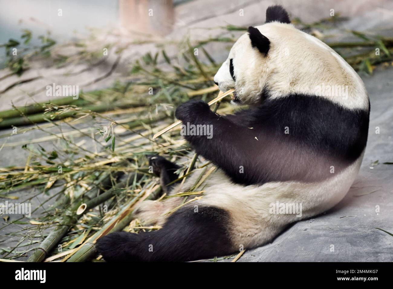 Xining, China's Qinghai Province. 22nd Dec, 2022. A giant panda eats ...