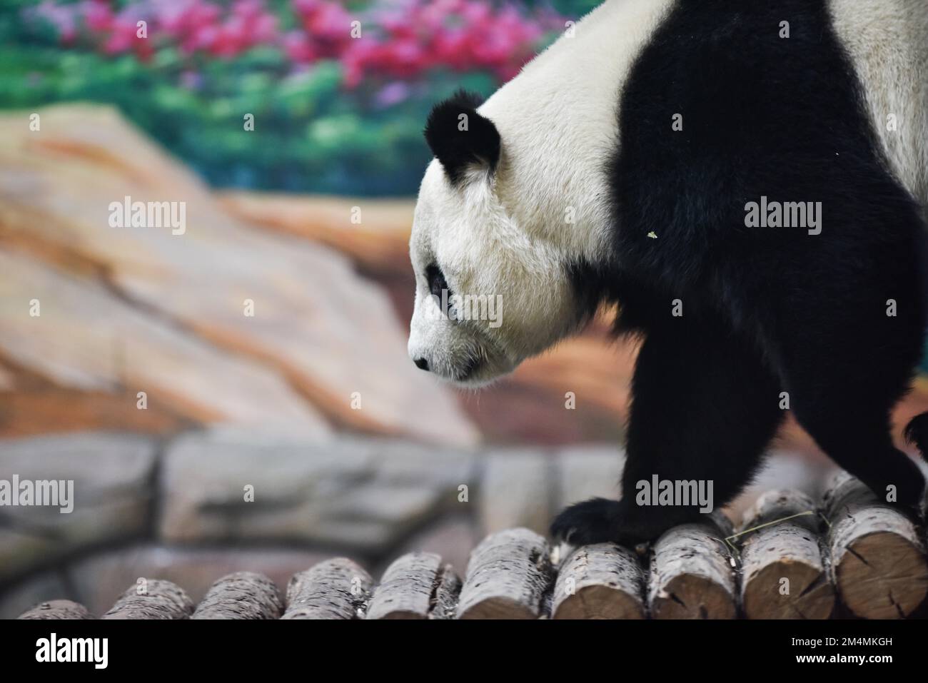 Xining, China's Qinghai Province. 22nd Dec, 2022. A giant panda plays ...