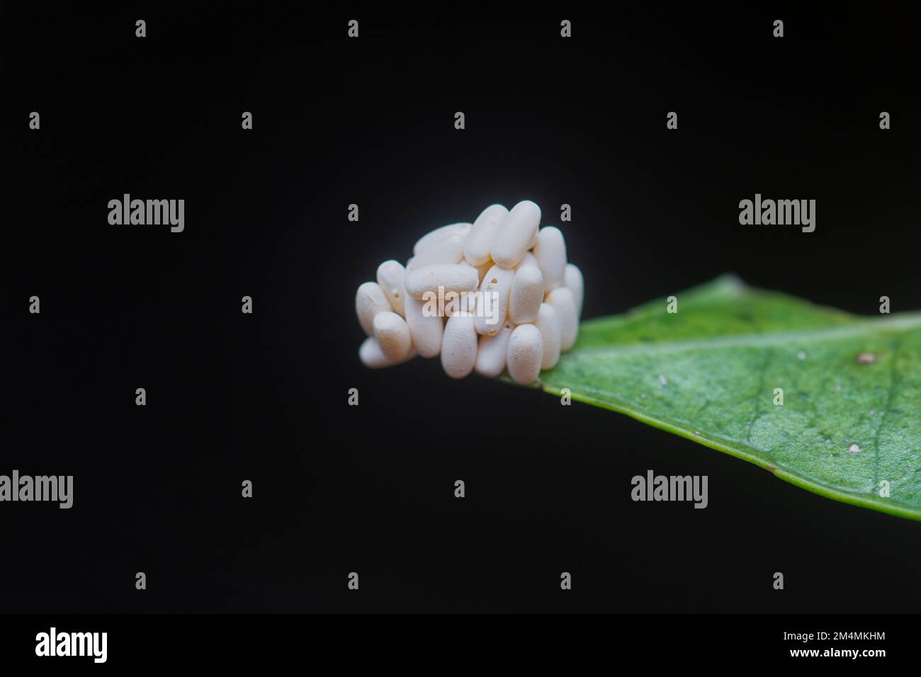 close up of the white hyperparasite hanging on the tip end of the grass ...