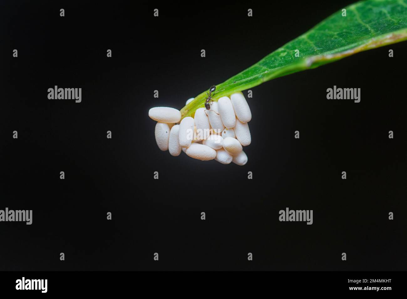 close up of the white hyperparasite hanging on the tip end of the grass ...