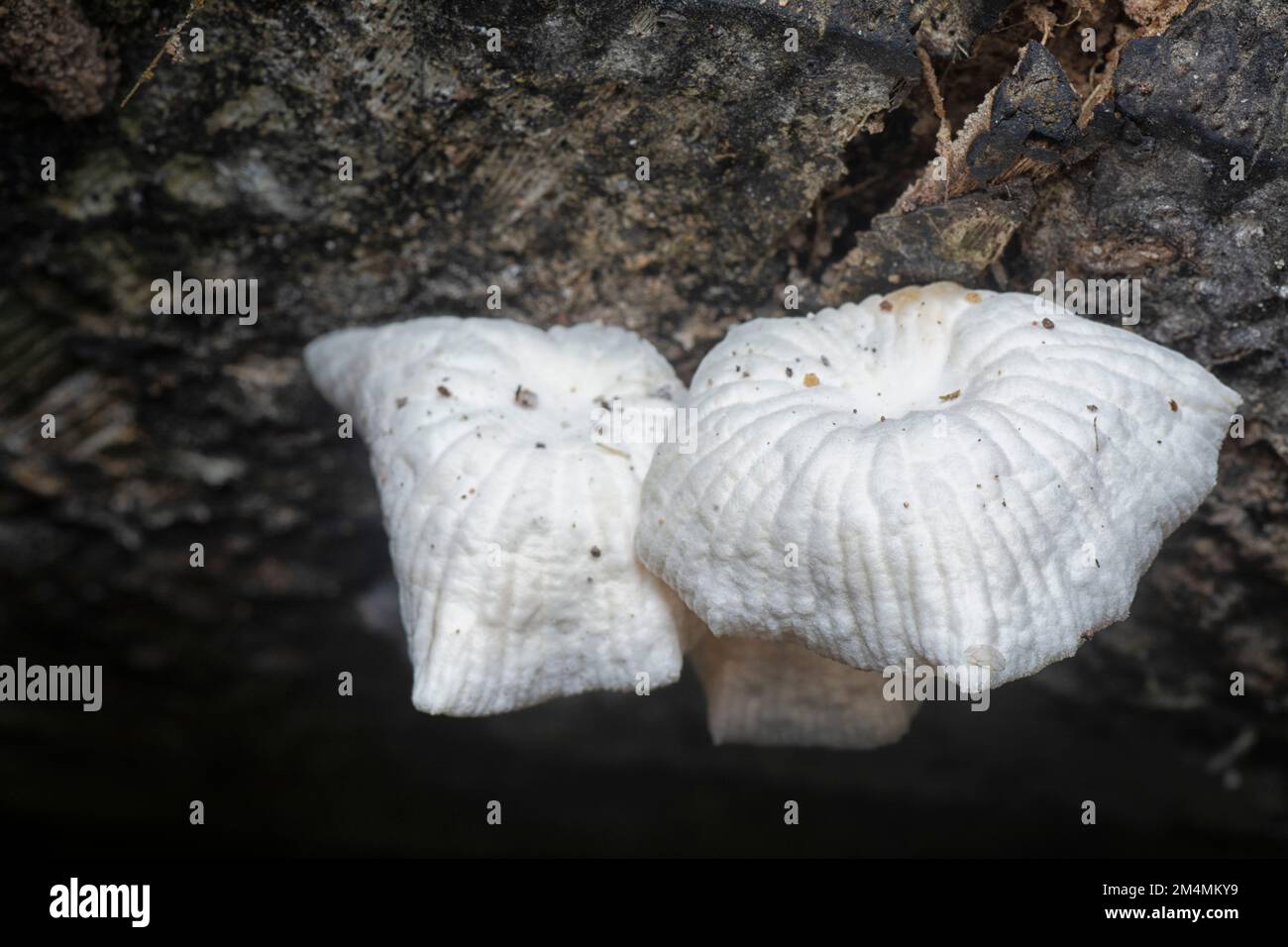 summer oyster mushroom on the trunk Stock Photo - Alamy