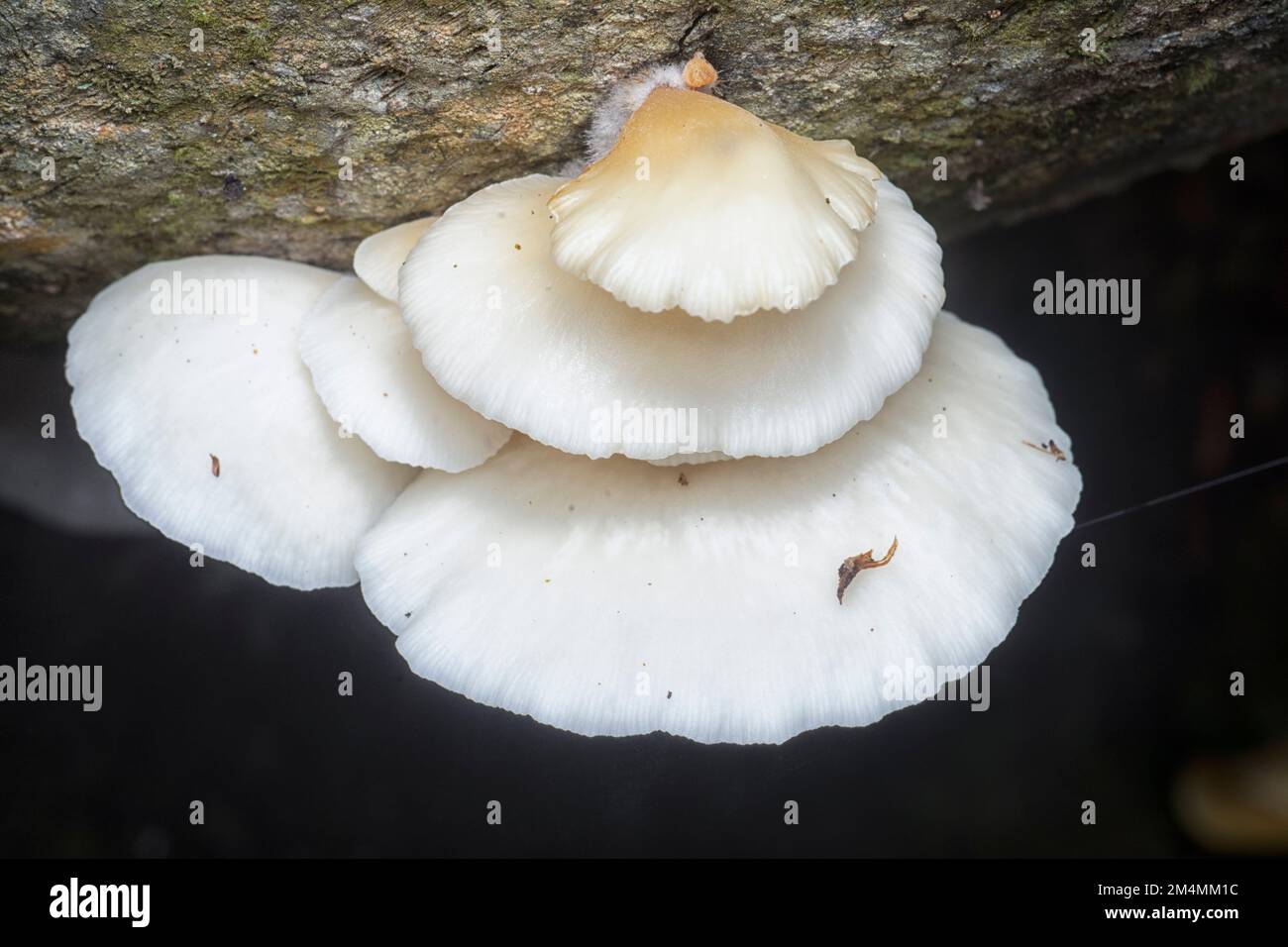 summer oyster mushroom on the trunk Stock Photo - Alamy