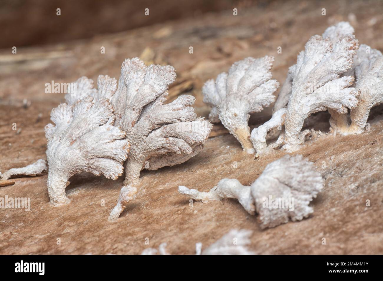 the wild light-brown funnel fan-shaped mushrooms Stock Photo - Alamy