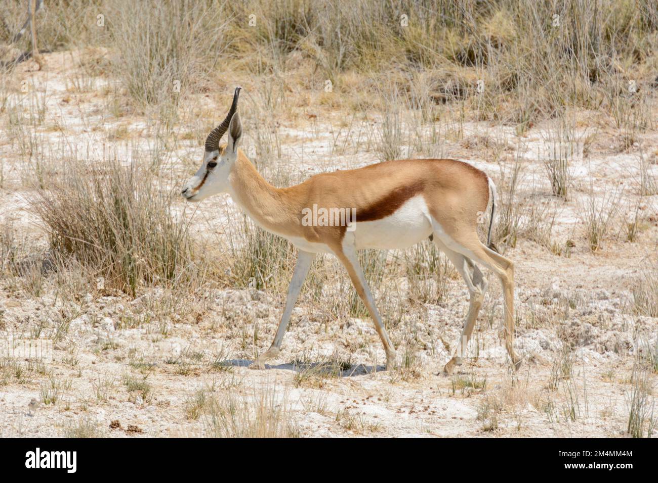 Springbok antelope hi-res stock photography and images - Alamy