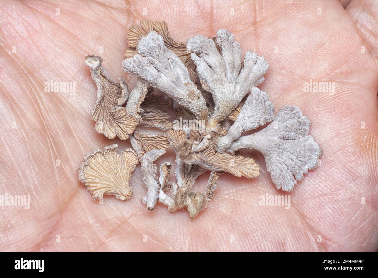 hold a few wild light-brown funnel fan-shaped mushrooms in the hand ...