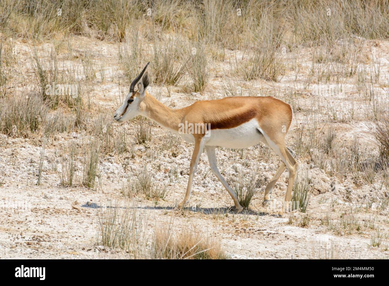 Springbok antelope (Antidorcas marsupialis) walking in Etosha National ...