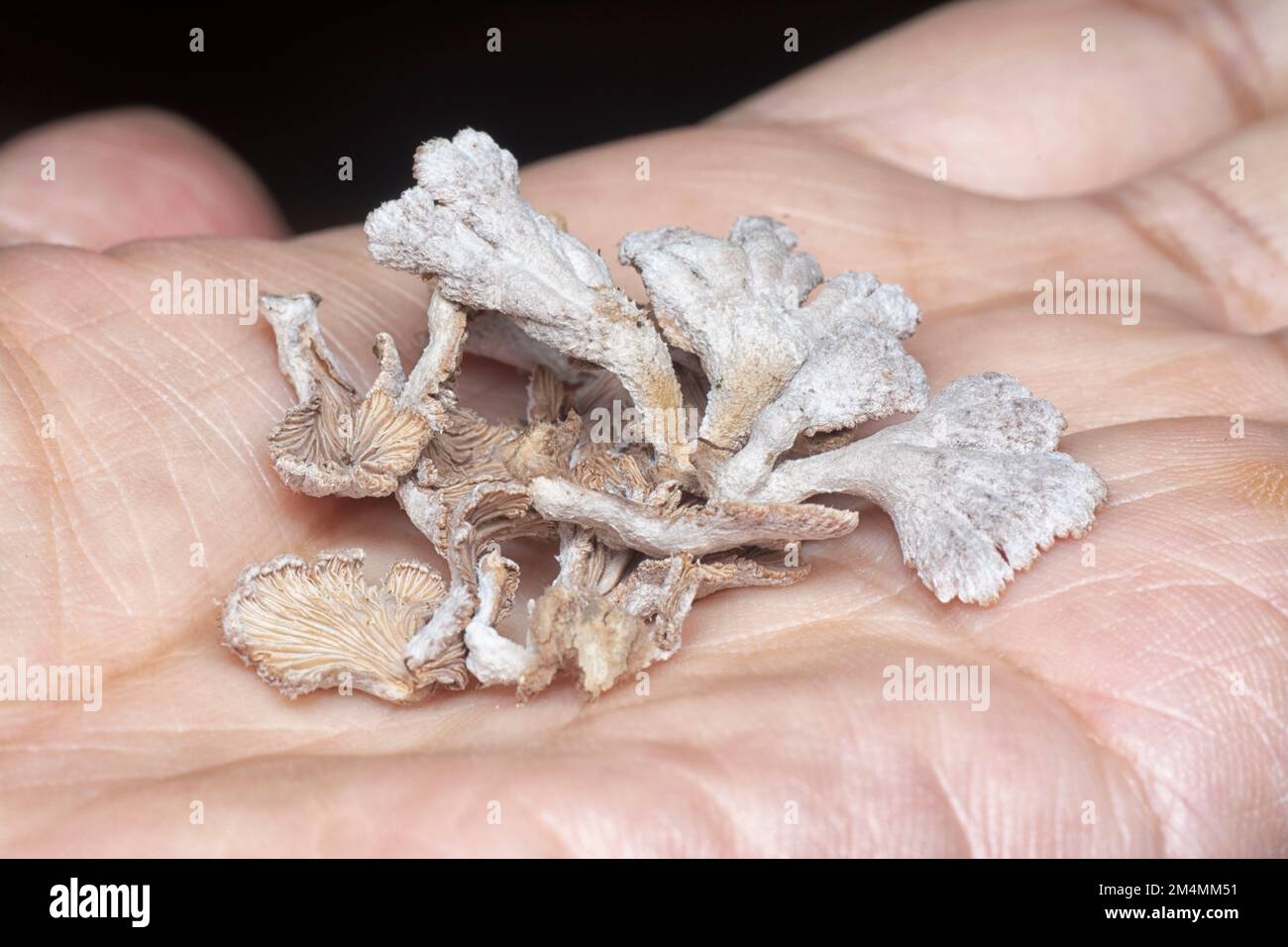 hold a few wild light-brown funnel fan-shaped mushrooms in the hand ...