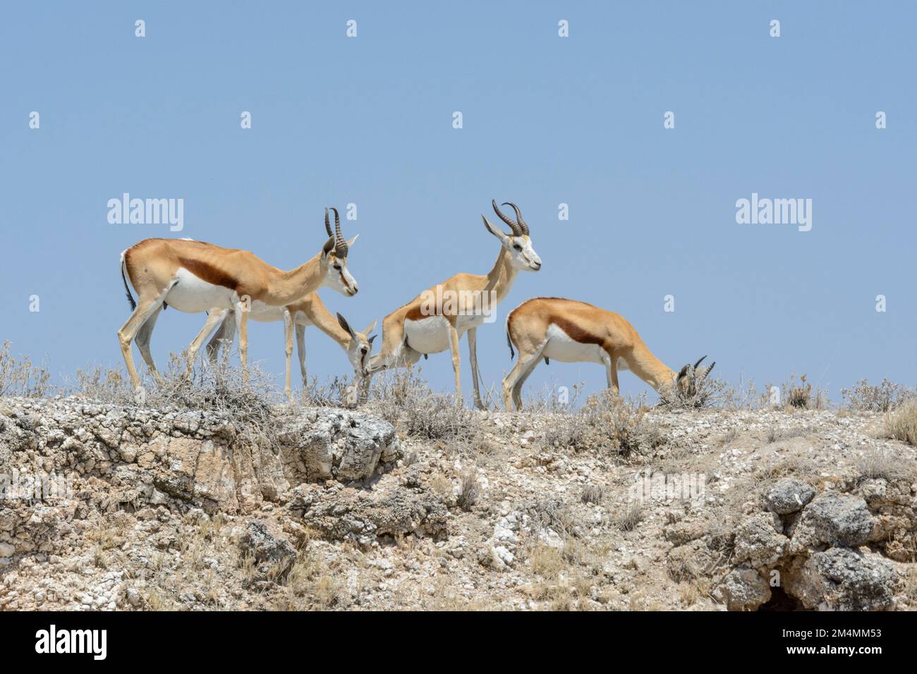 Springbok antelopes (Antidorcas marsupialis) standing on a ridge ...
