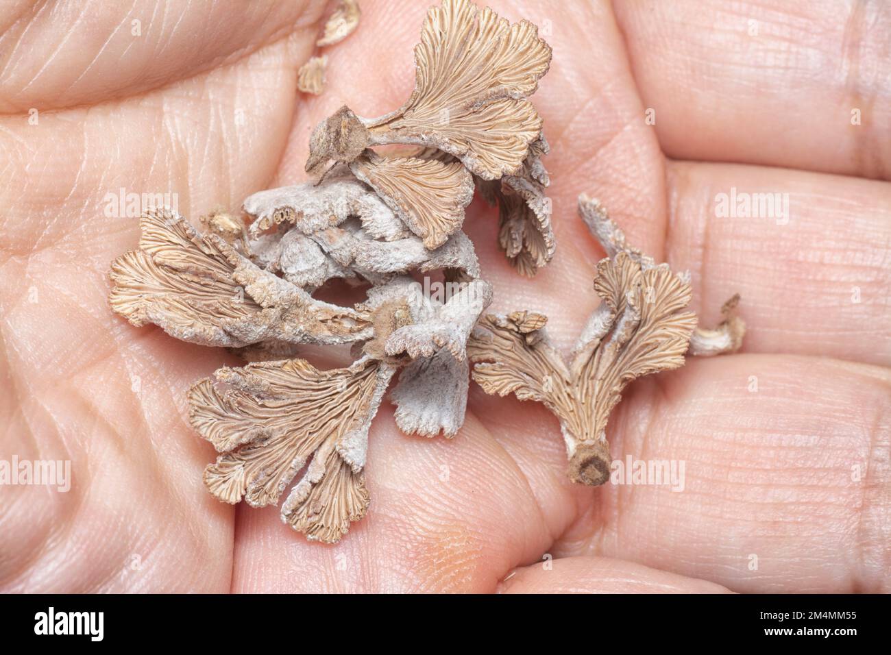 hold a few wild light-brown funnel fan-shaped mushrooms in the hand ...