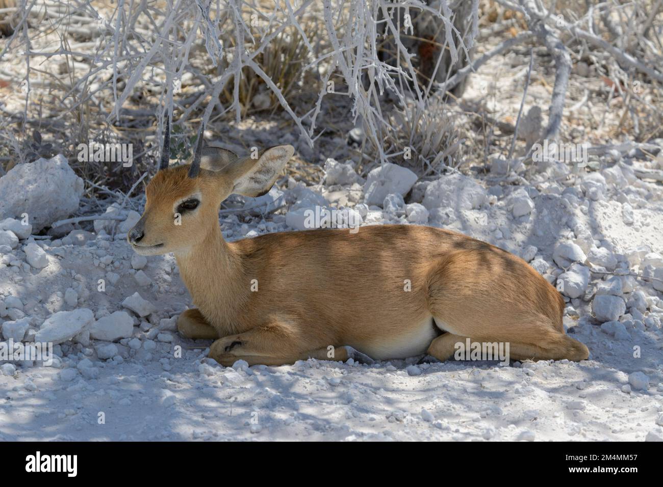 Steenbok (Raphicerus campestris) a common small antelope of southern ...