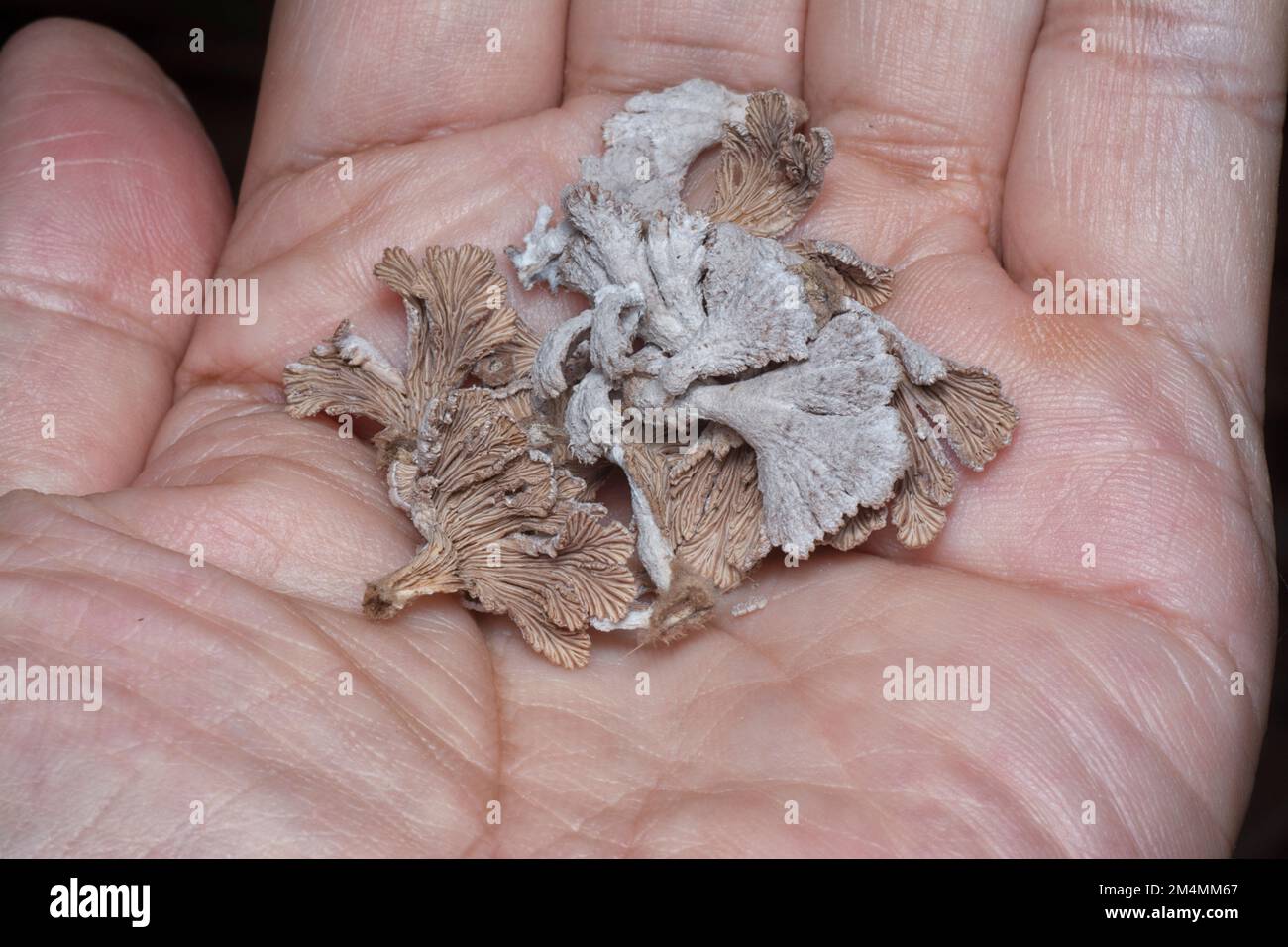 hold a few wild light-brown funnel fan-shaped mushrooms in the hand ...
