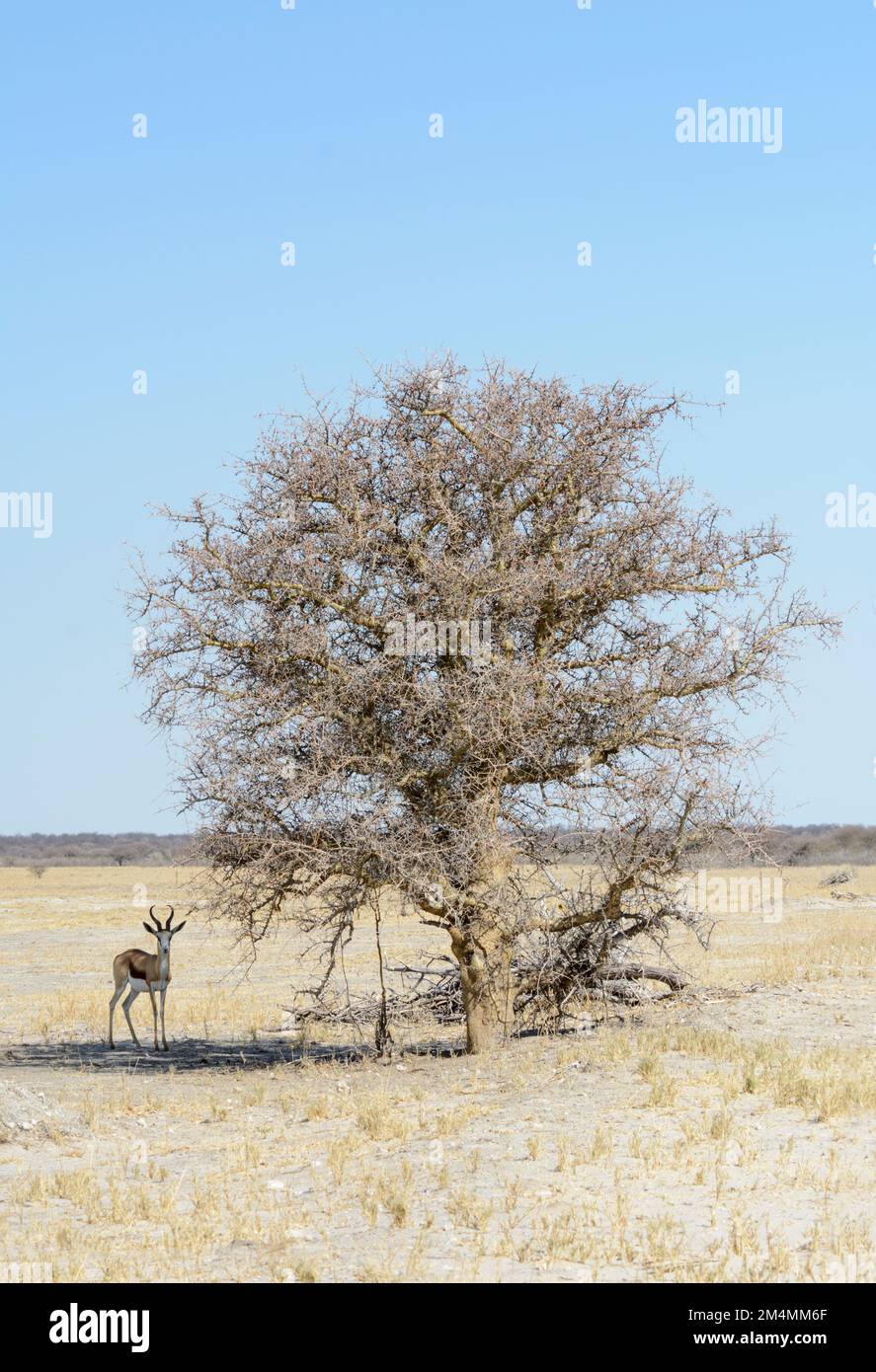 Springbok antelope (Antidorcas marsupialis) standing alone in the shade ...