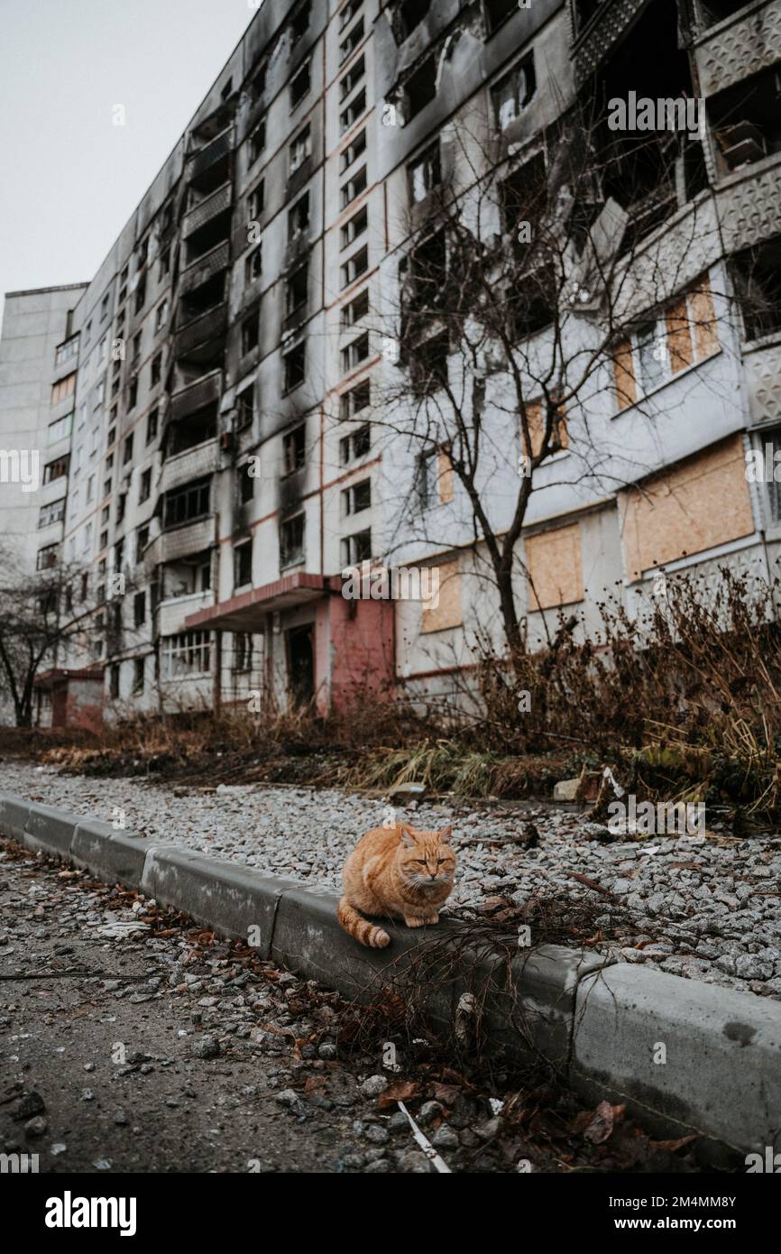 Sad animal warzone hi-res stock photography and images - Alamy