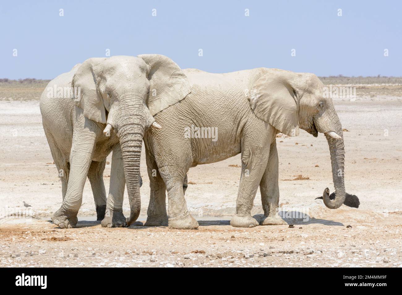 Blue elephants hi-res stock photography and images - Alamy