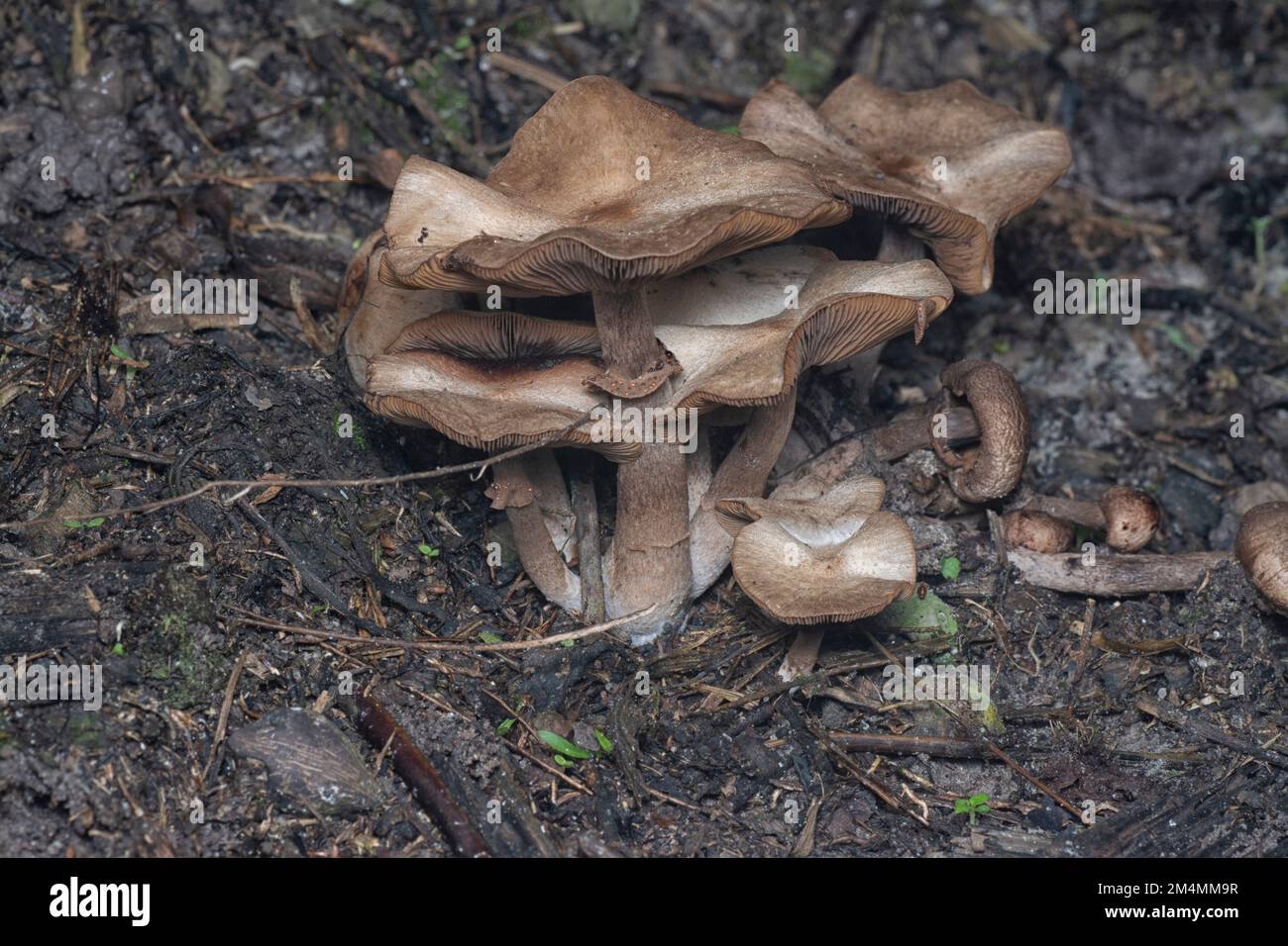 the wild mushroom inedible caps on the ground Stock Photo - Alamy