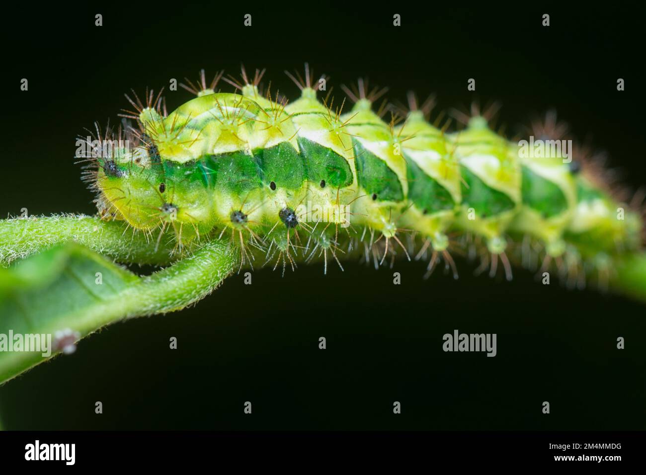 close up of the green rapala pheretima sequeira caterpillar Stock Photo ...