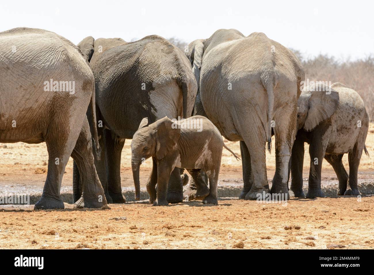 Matriarch elephant namib hi-res stock photography and images - Alamy