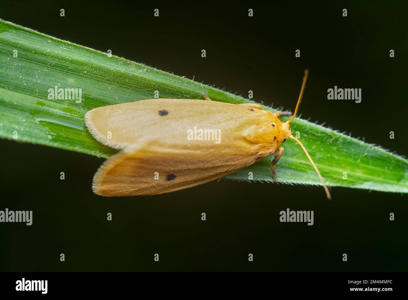 close shot of the rice yellow stem borer moth Stock Photo - Alamy