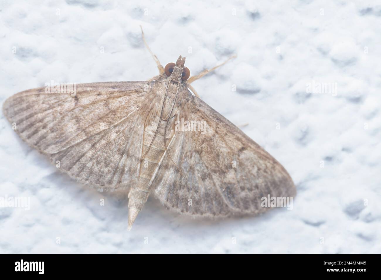 close shot of the tiny brown herpetogramma grass moth Stock Photo - Alamy
