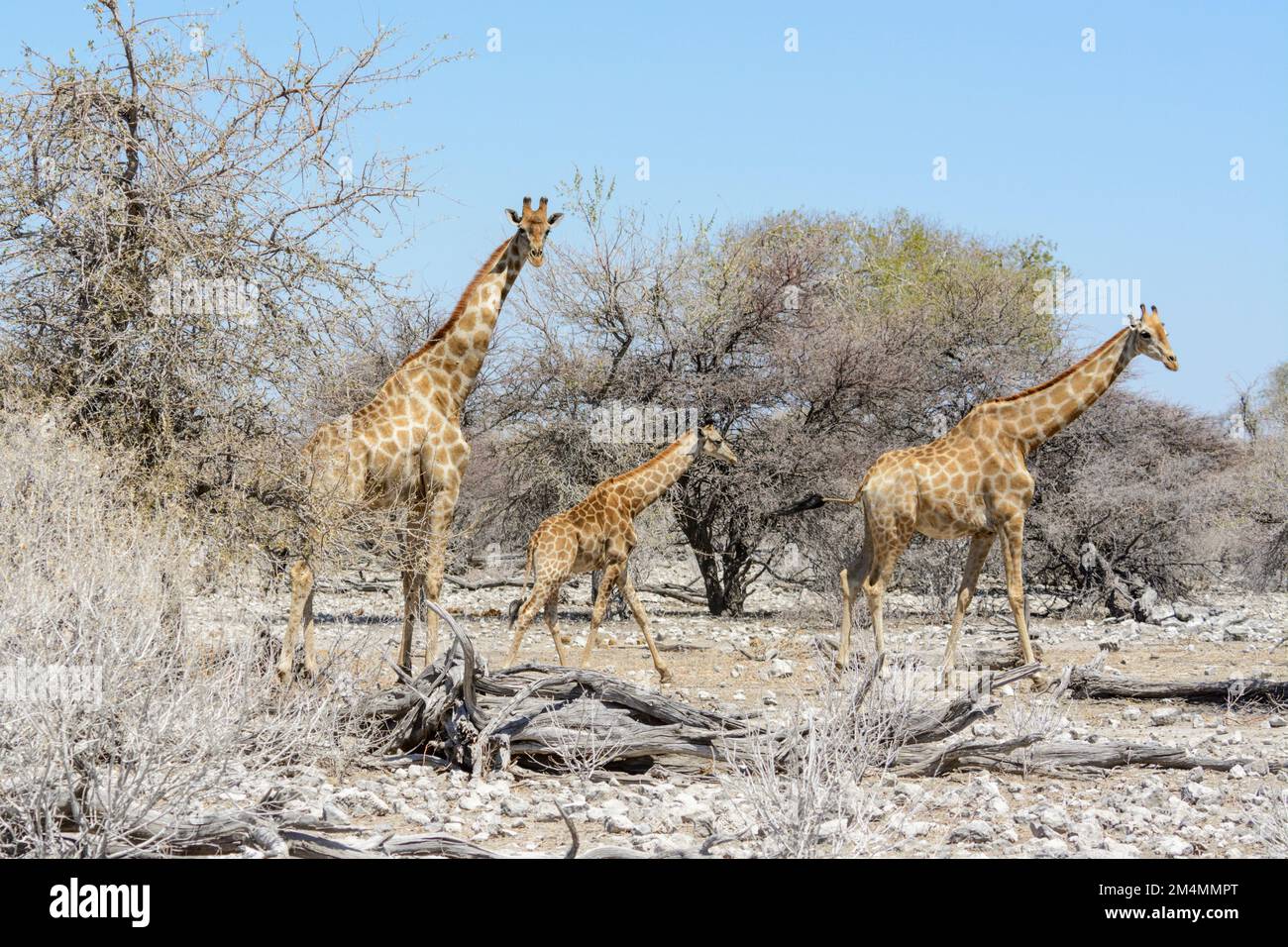 Angolan giraffes (Giraffa camelopardalis angolensis or Giraffa giraffa ...