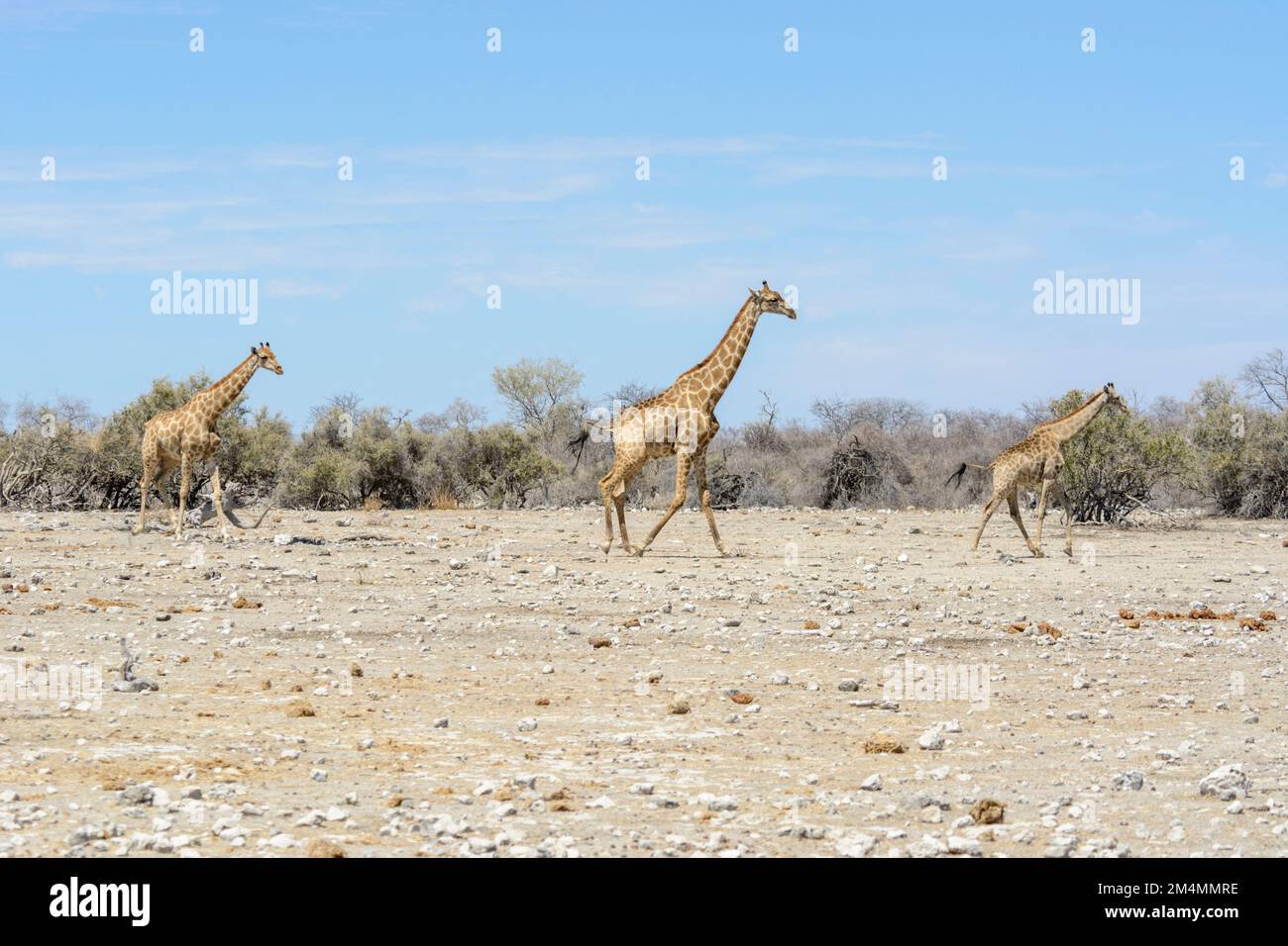 Angolan giraffes (Giraffa camelopardalis angolensis or Giraffa giraffa ...