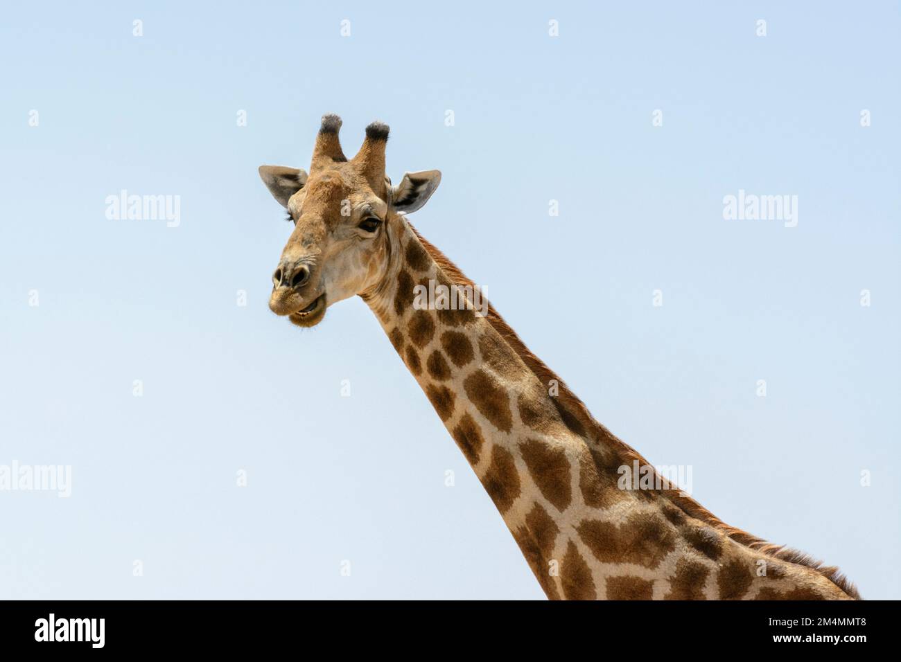 Close-up portrait of an Angolan giraffe looking at the camera, with a ...