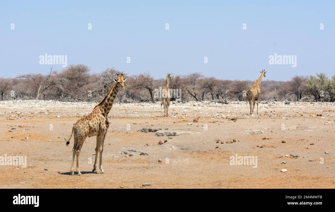 Giraffa giraffa angolensis hi-res stock photography and images - Alamy