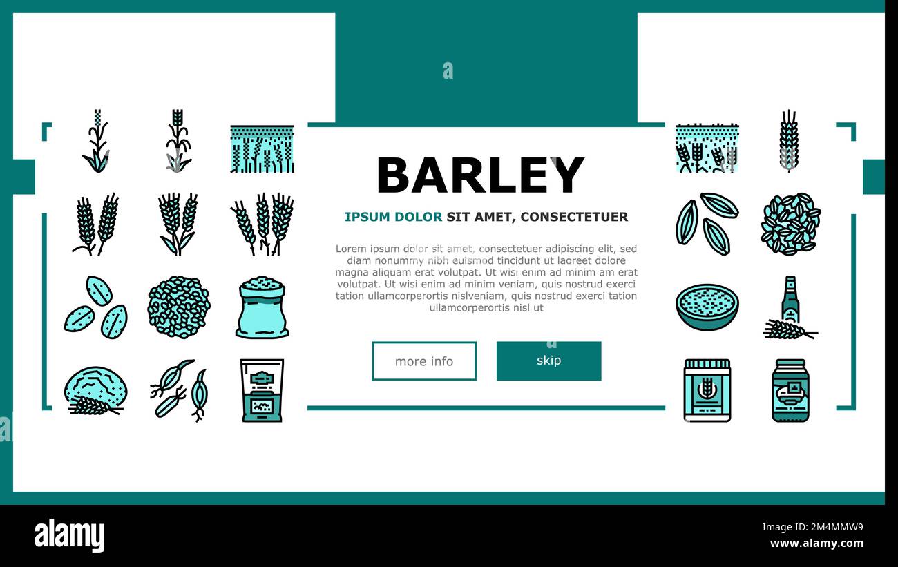 barley cereal grain harvest landing header vector Stock Vector Image ...