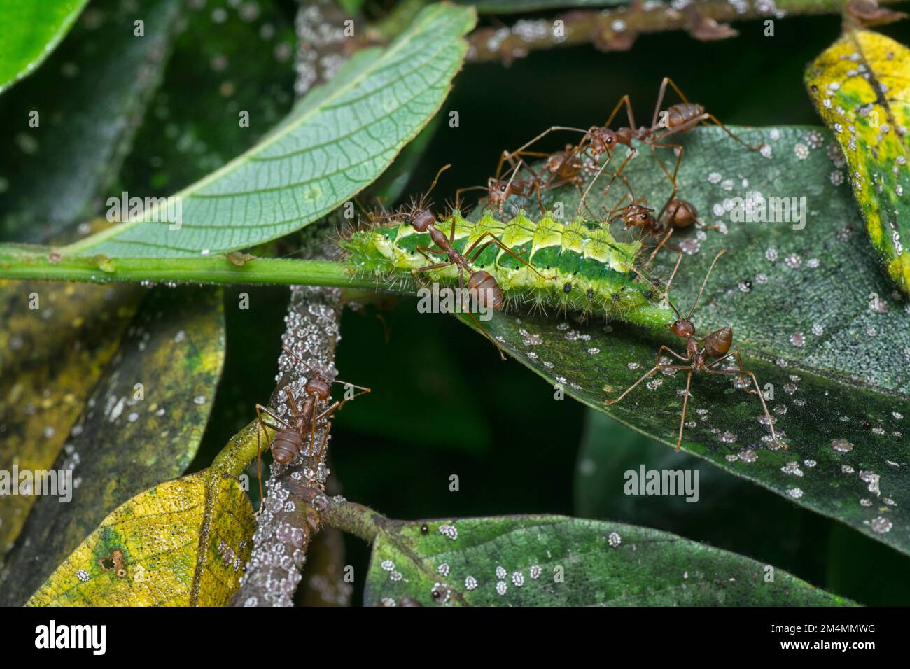 close up of the green rapala pheretima sequeira caterpillar Stock Photo ...
