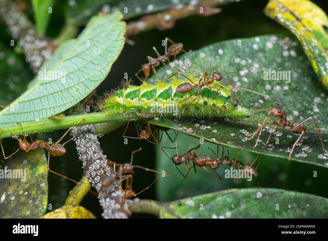 close up of the green rapala pheretima sequeira caterpillar Stock Photo ...