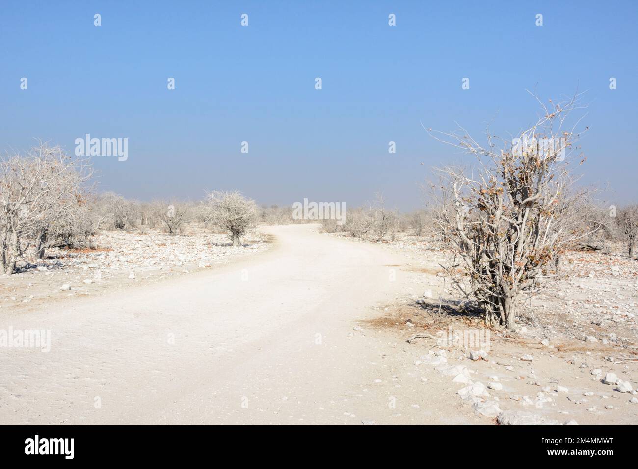 White dusty landscape with a cloudless blue sky in Etosha National Park ...