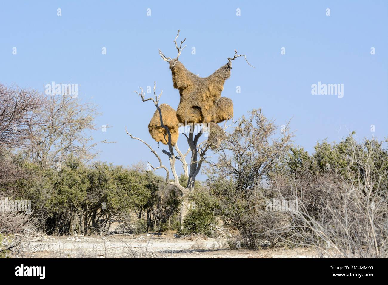 A giant bird nest constructed by Sociable Weaver birds (Philetairus ...