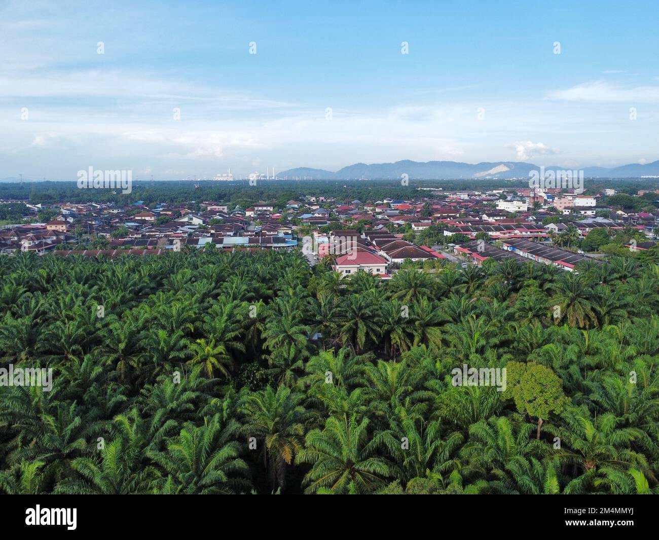 aerial morning suburb sky scene where it is surrounded with oil palm ...