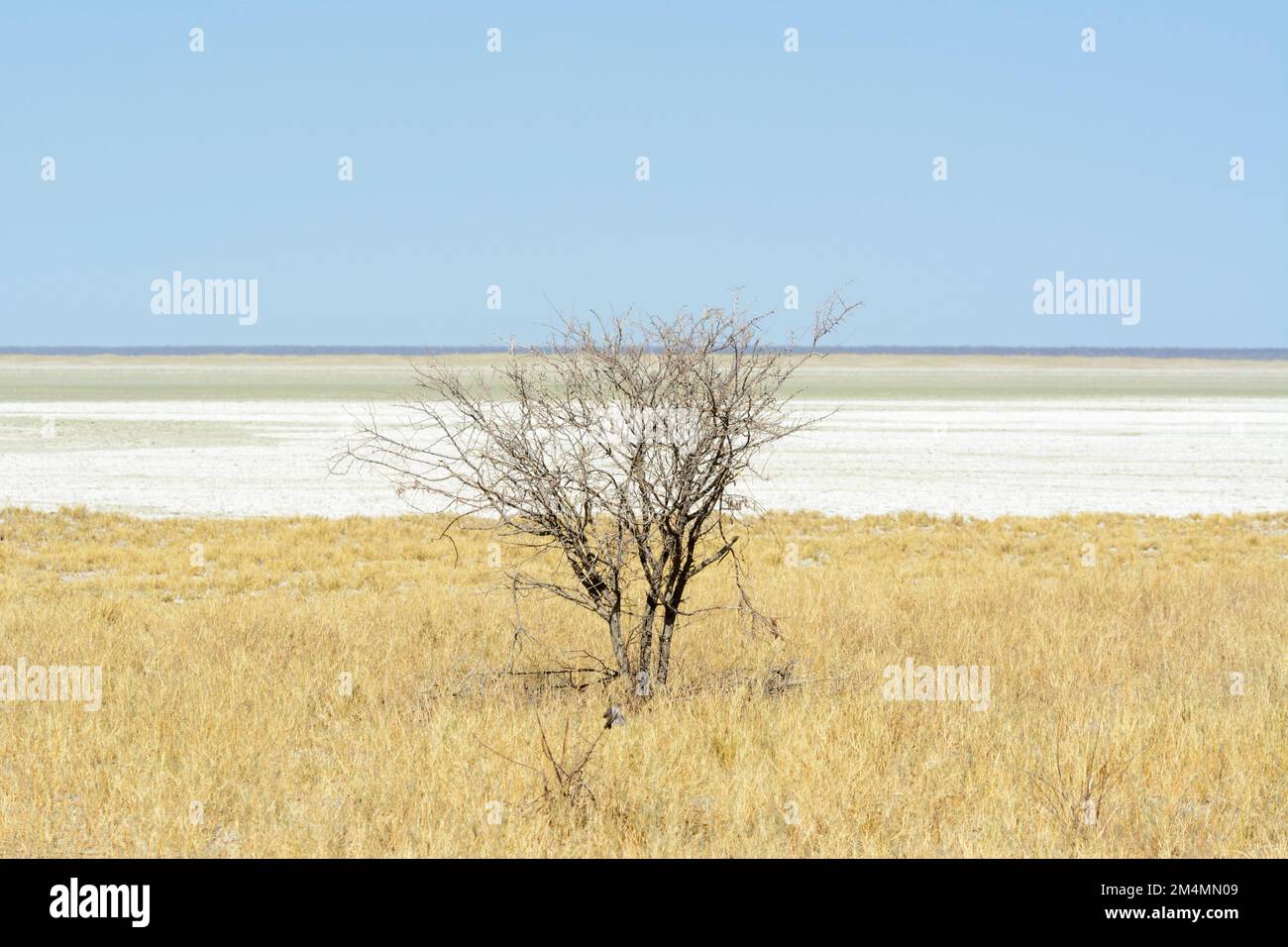 Landscape view of an isolated tree on the edge of the vast salt pan at ...