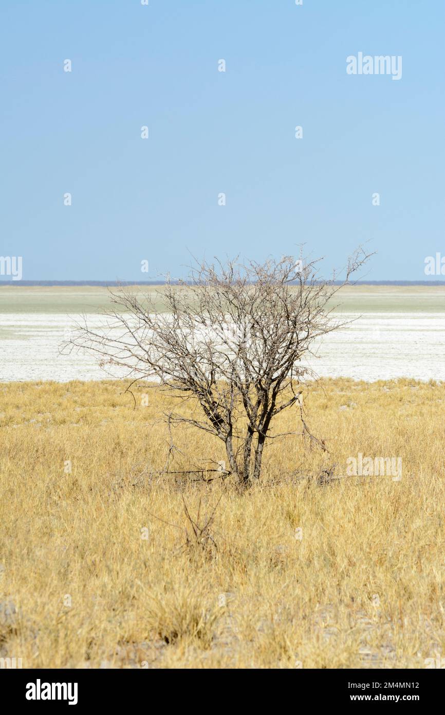 Landscape view of an isolated tree on the edge of the vast salt pan at ...