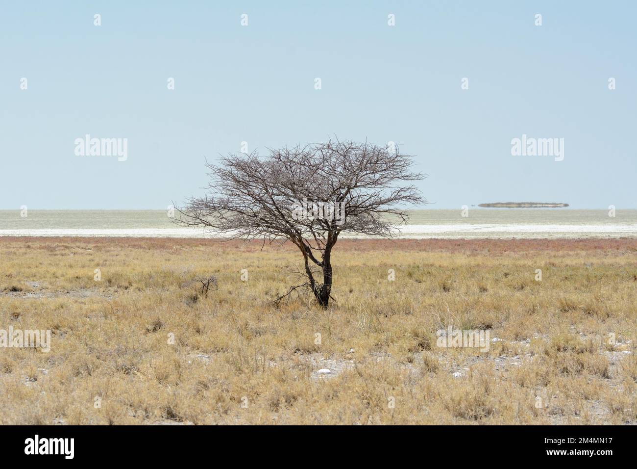 Landscape view of an isolated tree on the edge of the vast salt pan at ...