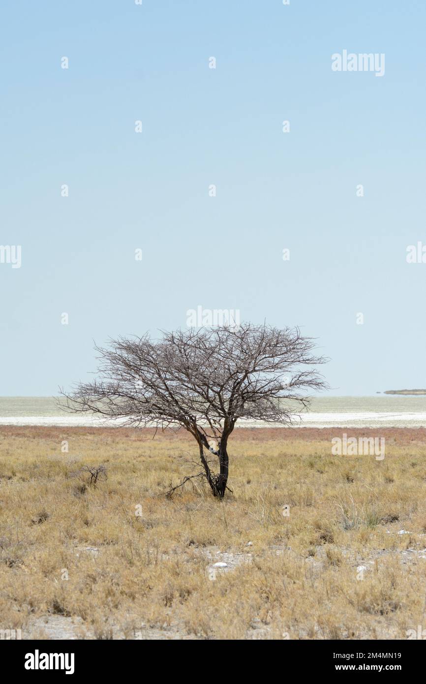 Landscape view of an isolated tree on the edge of the vast salt pan at ...
