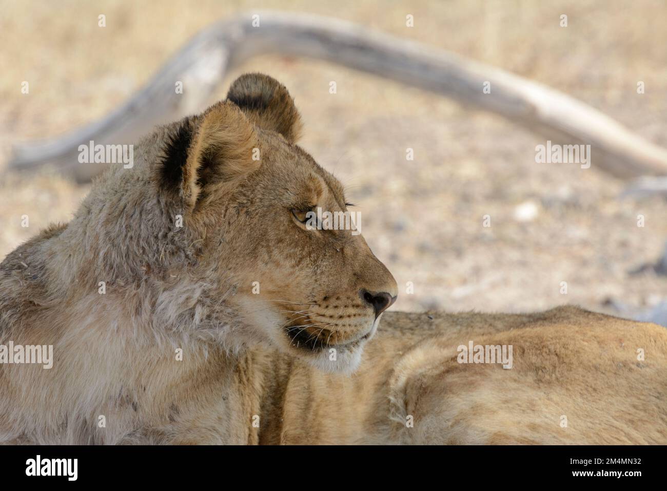 An African lioness (Panthera leo) relaxing in the shade of a tree in Etosha National Park ...