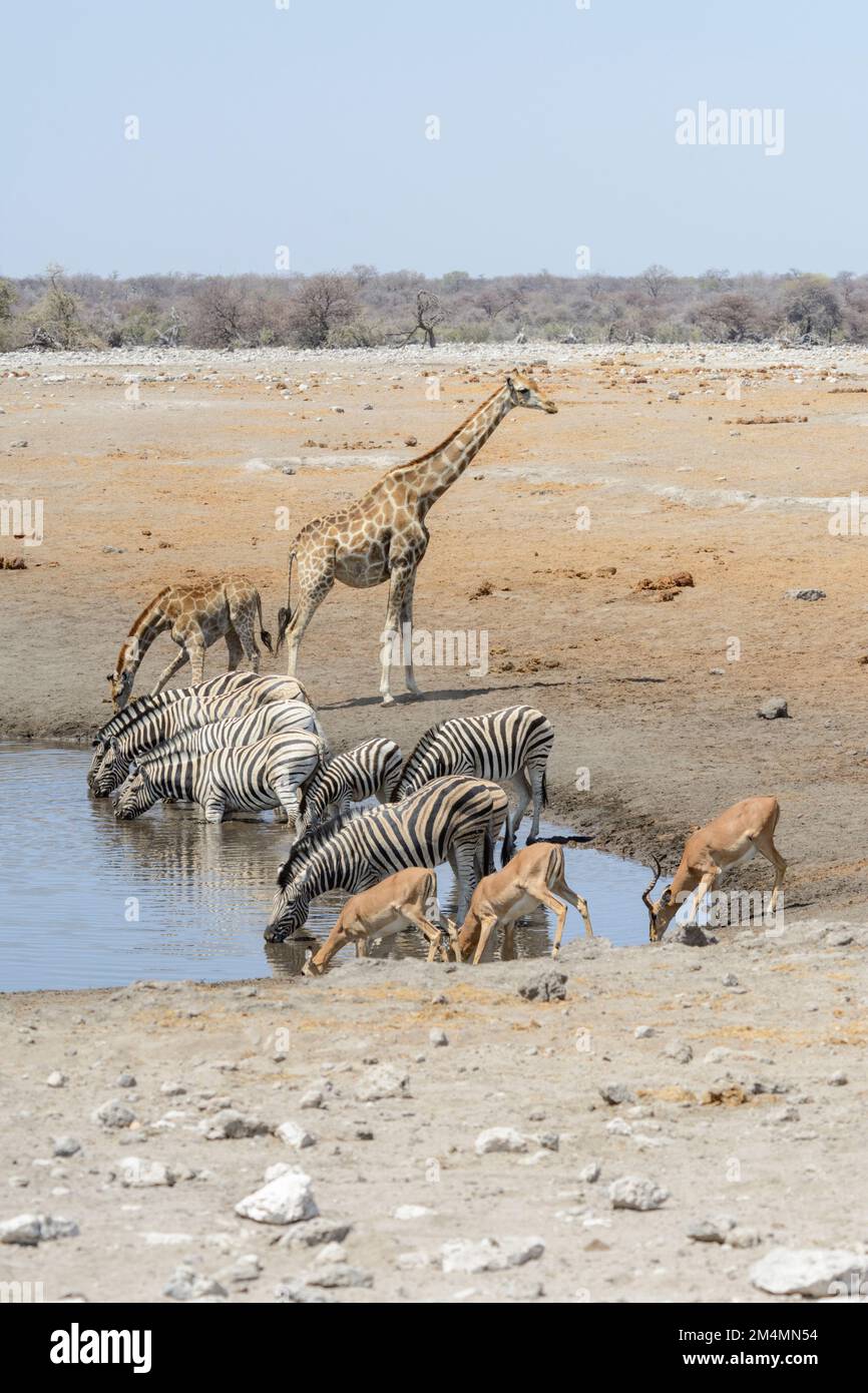 Impala with zebras hi-res stock photography and images - Alamy