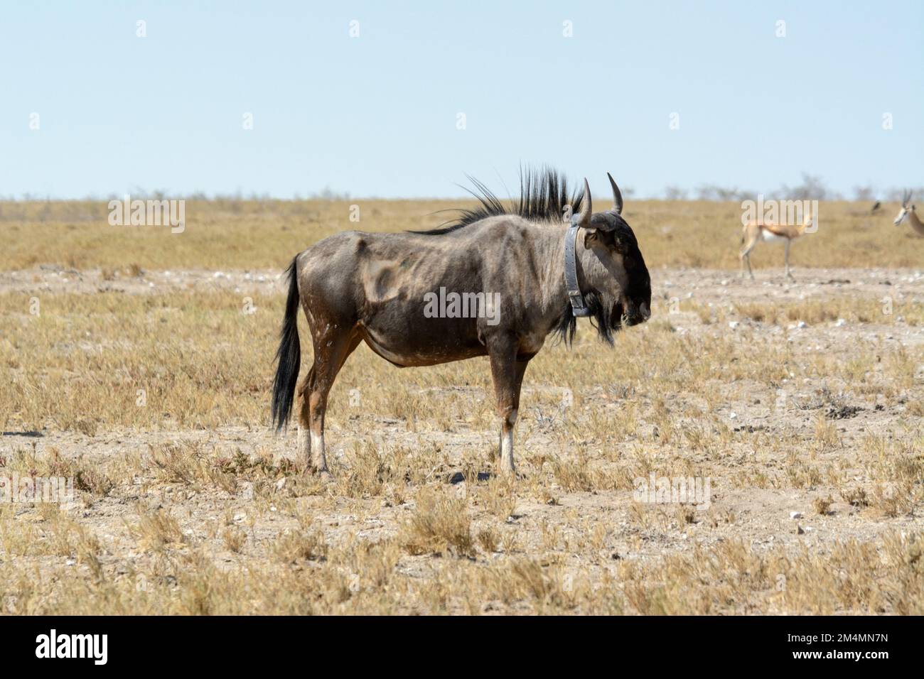 Radio collar hi-res stock photography and images - Alamy
